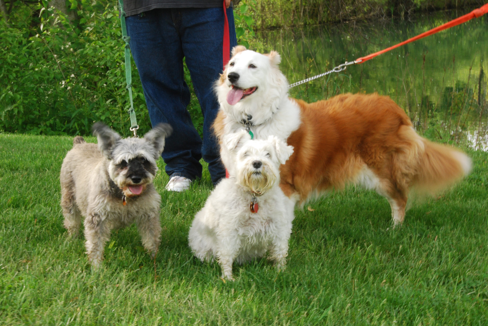 Feeding And Medication Law s Country Kennel Fort Wayne Indiana feeding-and-medication-law-s-country-kennel-fort-wayne-indiana