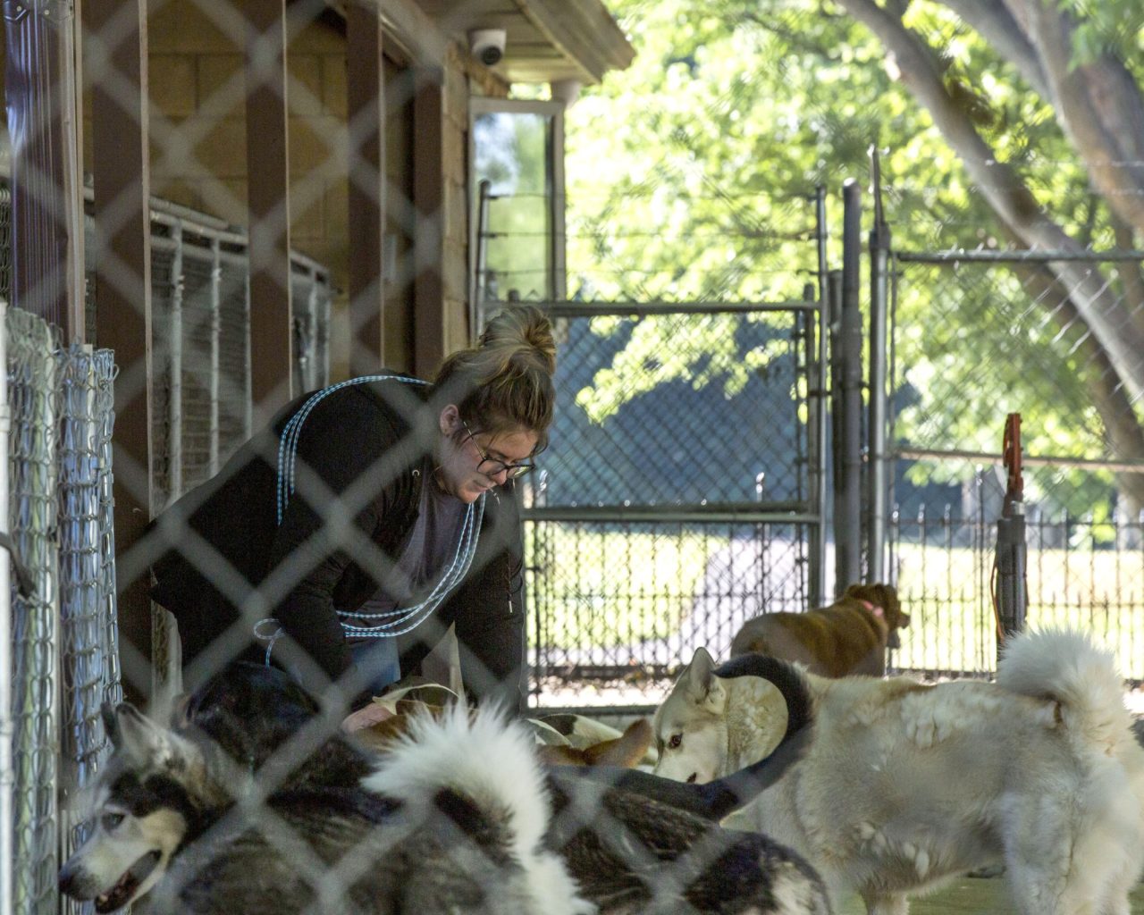 Pet Yard Play - Law's Country Kennel