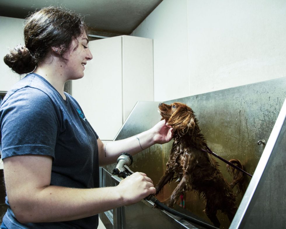 Law's County Kennel - Dogs and Cats - Fort Wayne and Roanoke